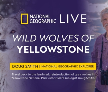 National Geographic Live: Wild Wolves of Yellowstone - Lubbock, TX ...